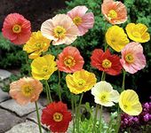 10 Best Papaver Somniferum Seeds 2025 in the UK | There's One Clear ...