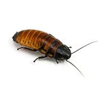 10 Best Invict Gold Cockroach 2025 in the UK | There's One Clear Winner ...