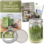 10 Best Rust Seed 2026 in the UK | There's One Clear Winner ...