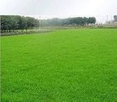 10 Best Weed And Feed For Bermuda Grass 2024 in the IN | There's One ...